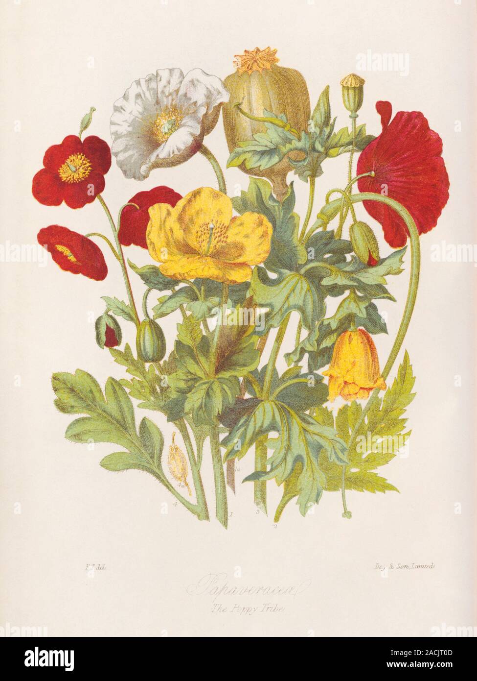 Poppy flowers. Several different species from the Papaveraceae family ...