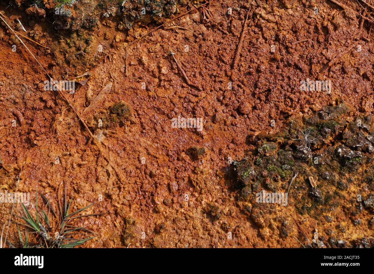 Close-up of land contaminated with buried metals and other toxic waste ...
