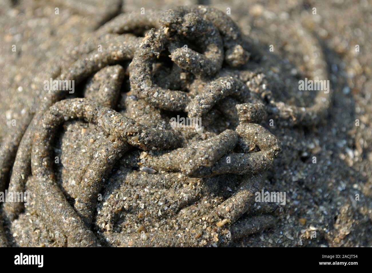 Close-up of lugworm castings on beach in Aglesey at low tide ...