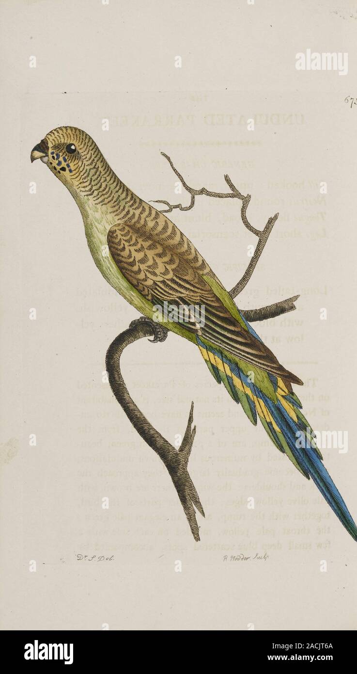 Undulated parakeet, artwork. This bird is now known as the budgerigar ...