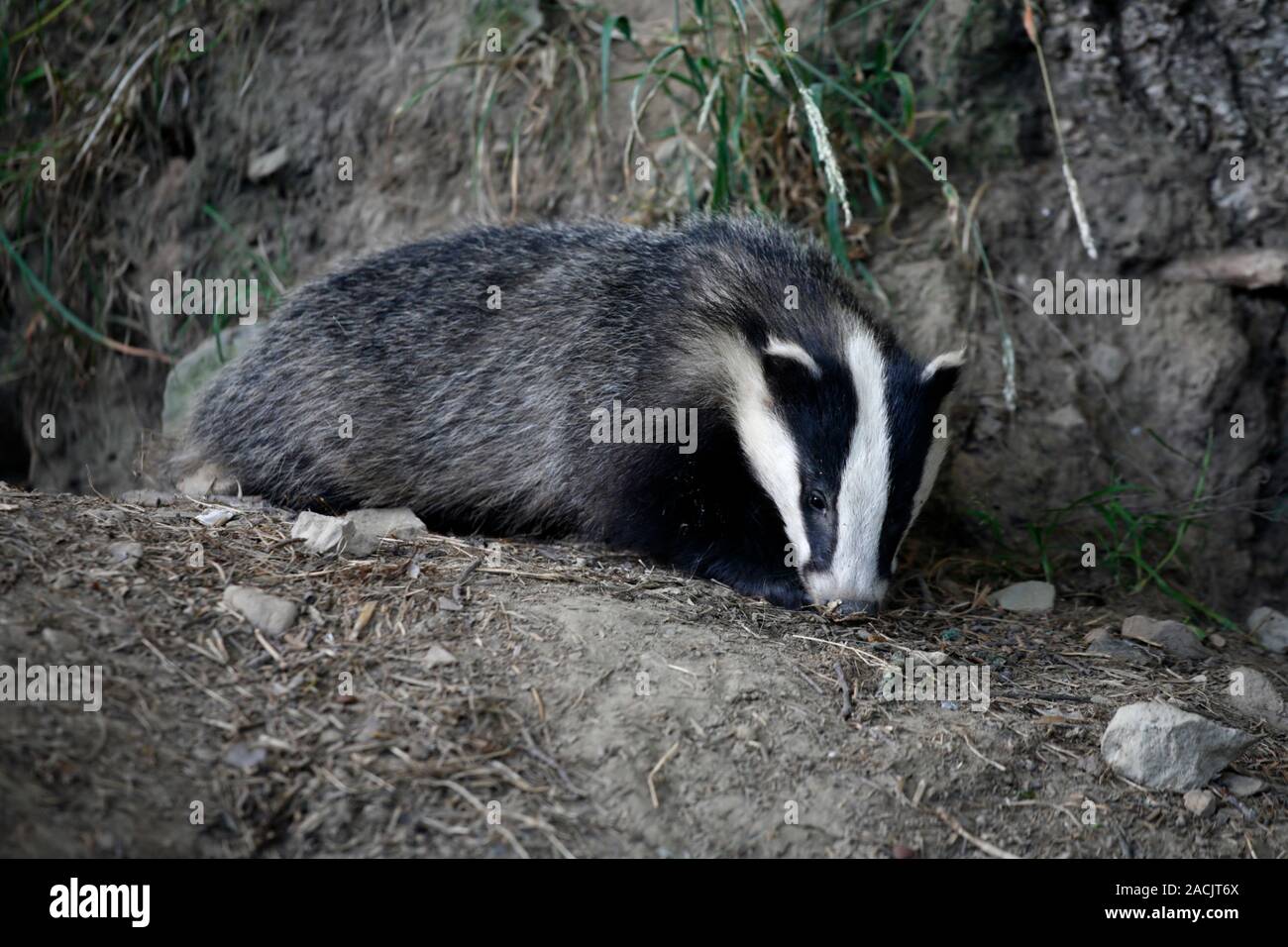 Eurasian badger cub (Meles meles) emerging from sett Stock Photo - Alamy