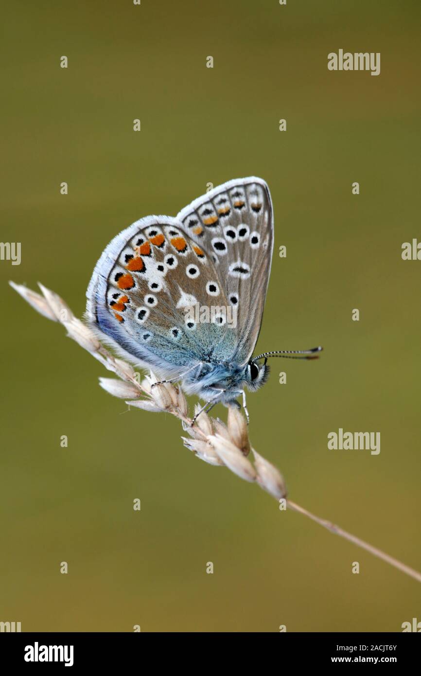 Underside of common blue butterfly (Polyommatus icarus) resting on a ...