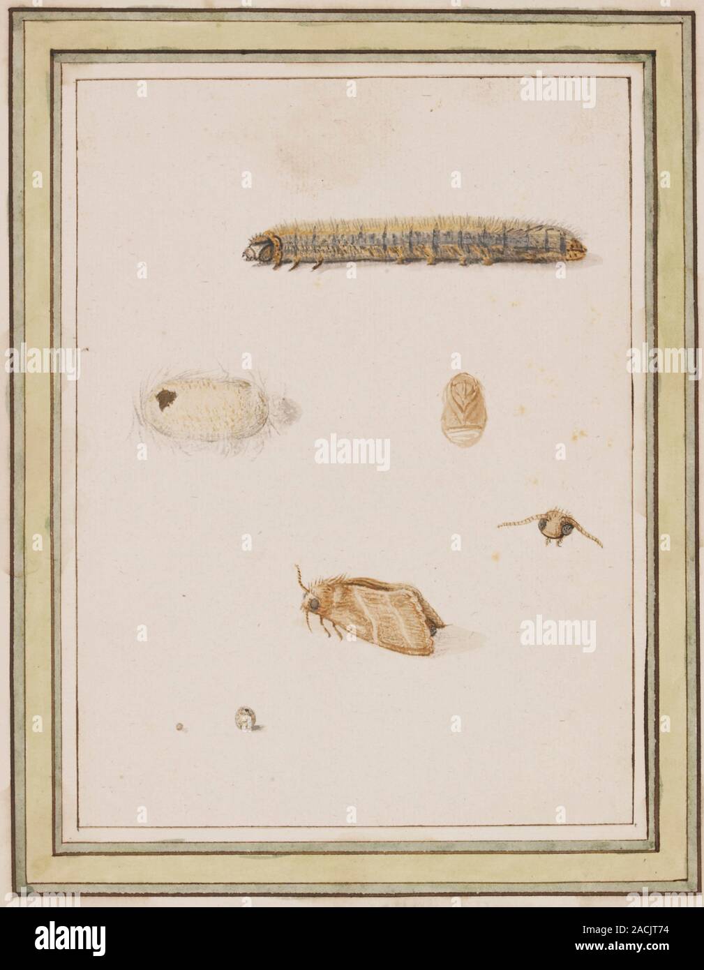 Moth life stages, artwork. Illustration by C Flegel Stock Photo - Alamy