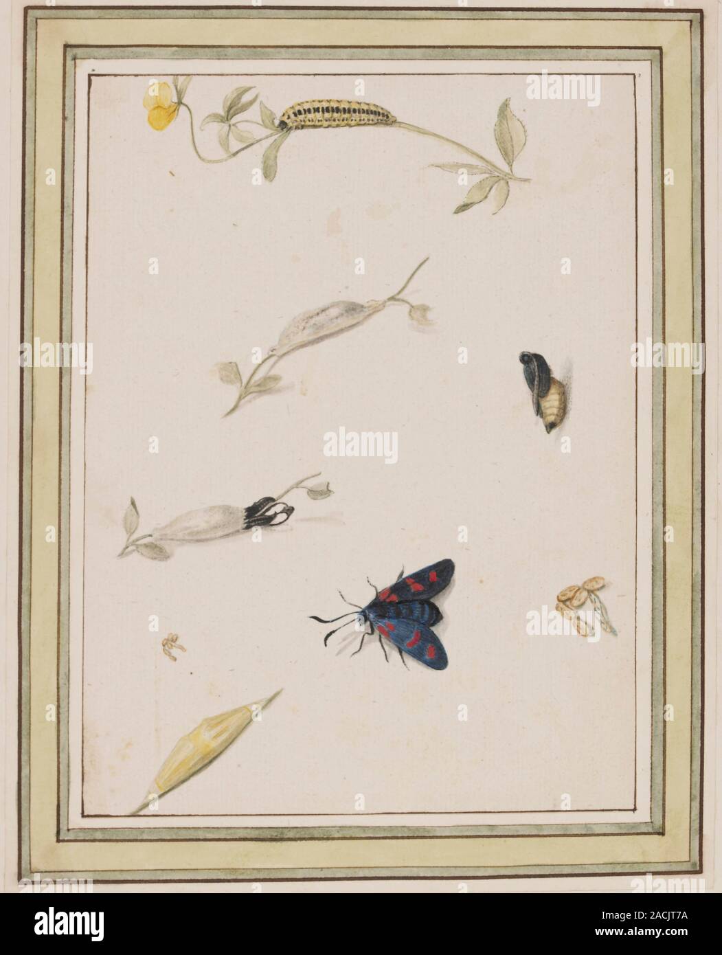 Fly life stages. Illustration by C Flegel Stock Photo - Alamy