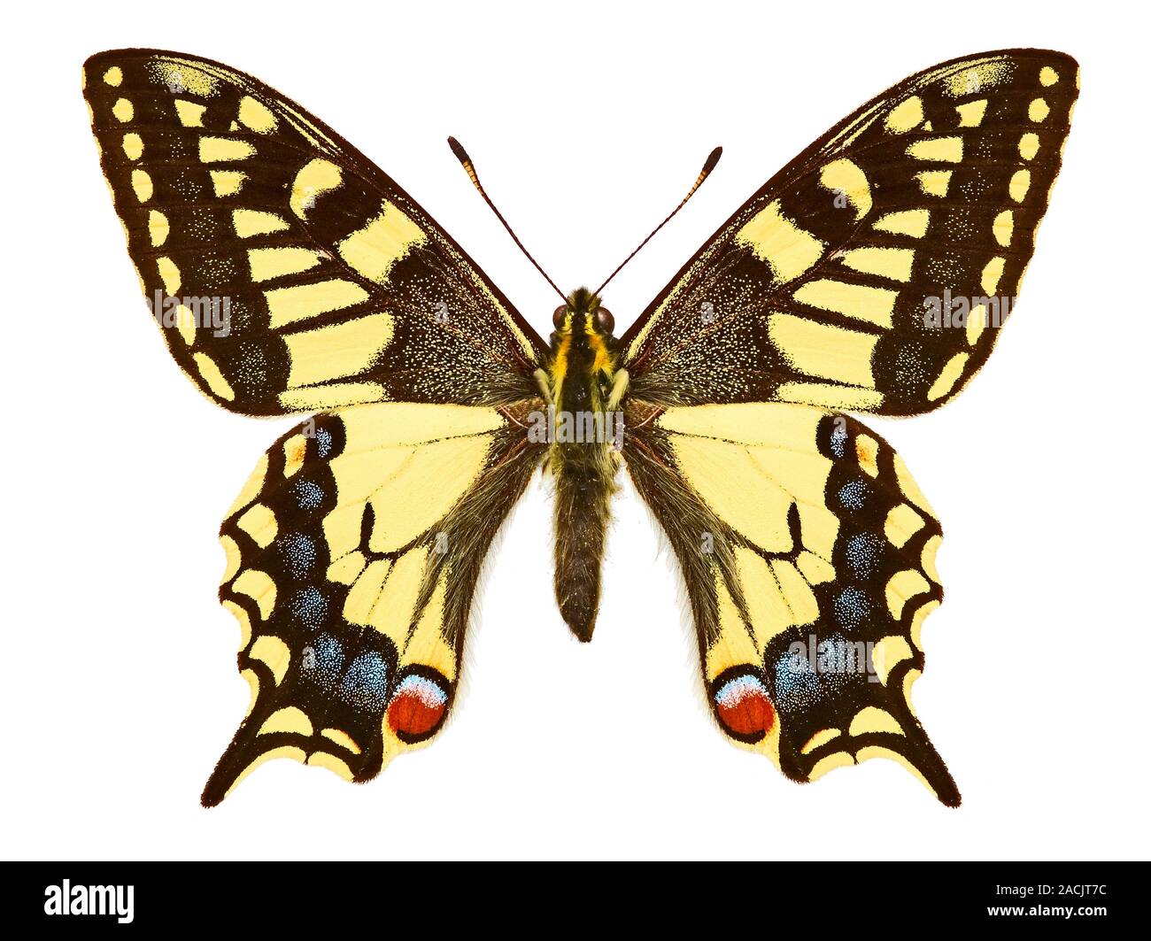 Swallowtail butterfly (Papilio sp.) from the collections at the Natural ...