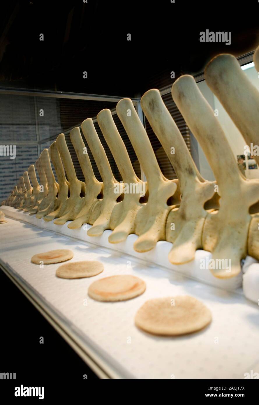 River Thames whale. Museum display of the backbone from the skeleton of ...