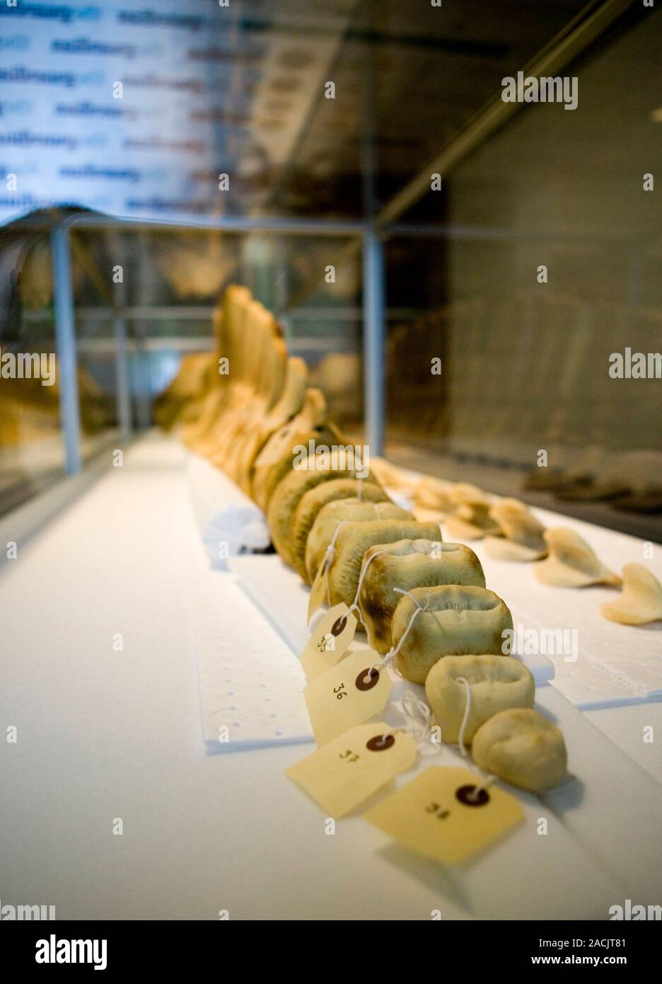River Thames whale. Museum display of the tail section of the backbone ...