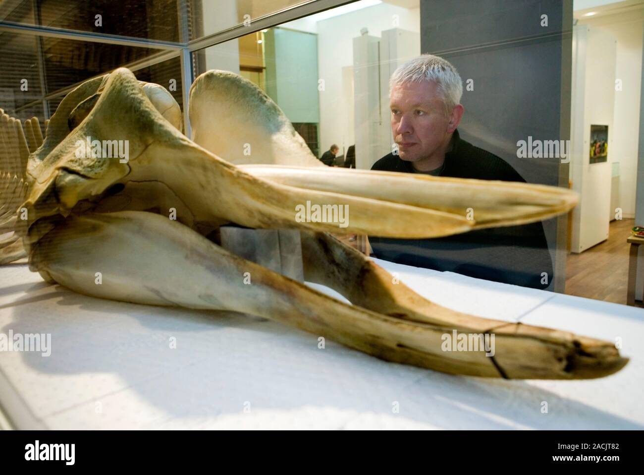 River Thames whale. Museum display of the skull from the skeleton of a ...