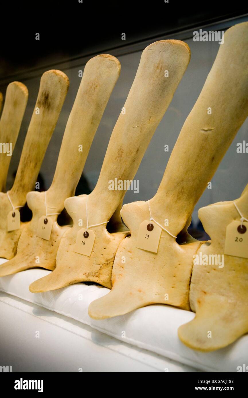 River Thames whale. Museum display of the backbone from the skeleton of ...