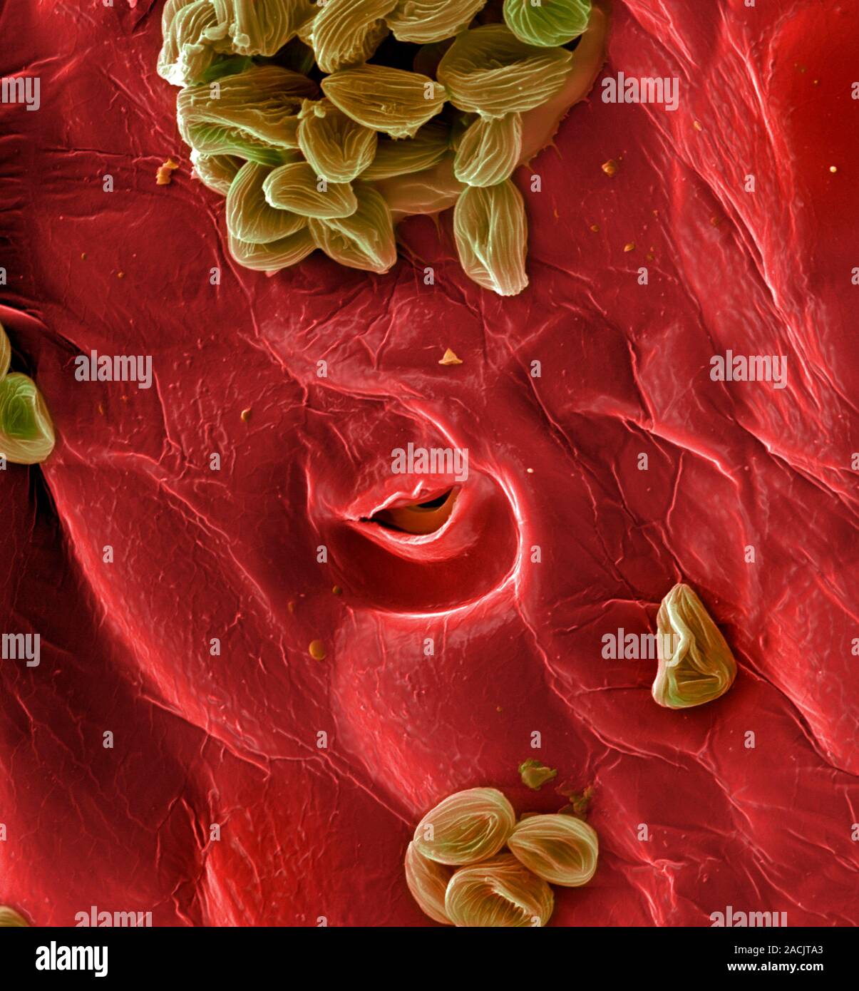 Strawberry (Fragaria sp.), coloured scanning electron micrograph (SEM ...