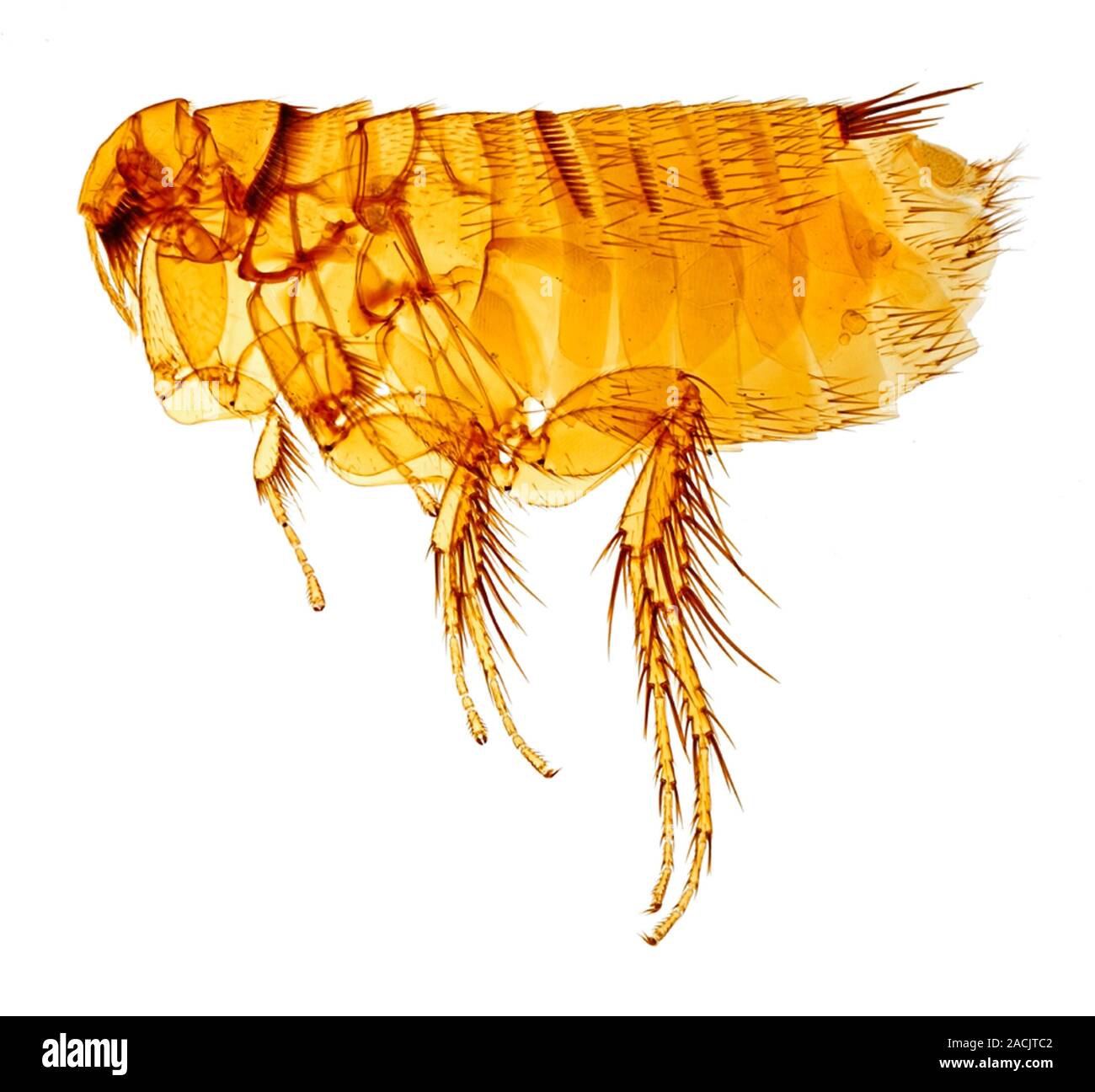 Mole flea (Hystrichopsylla talpae talpae), macro photograph. This is ...