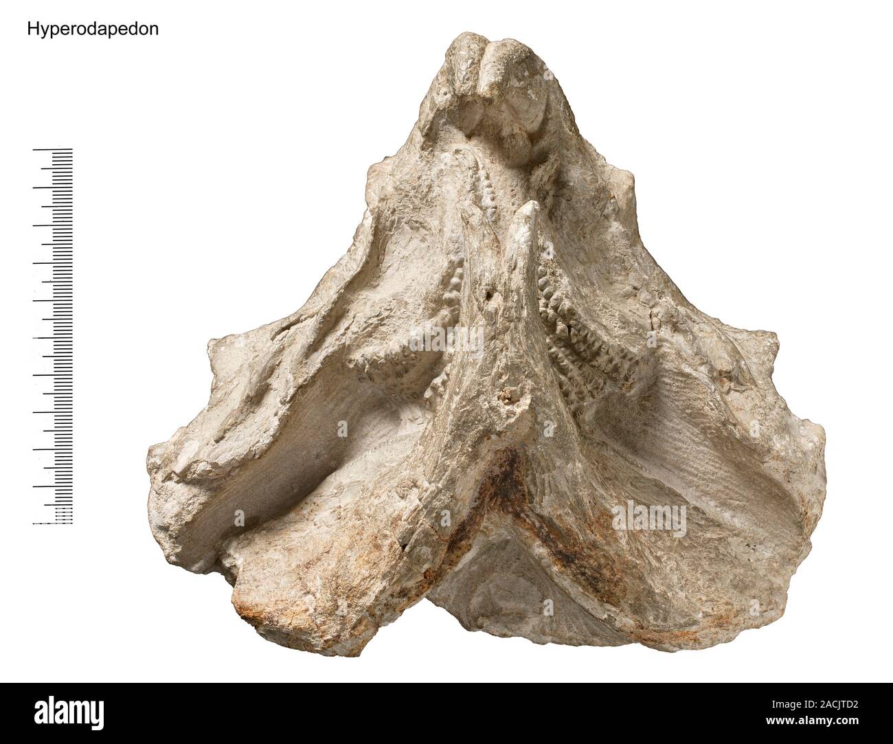 Hyperodapedon beaked lizard fossil. This specimen is part of the fossil ...