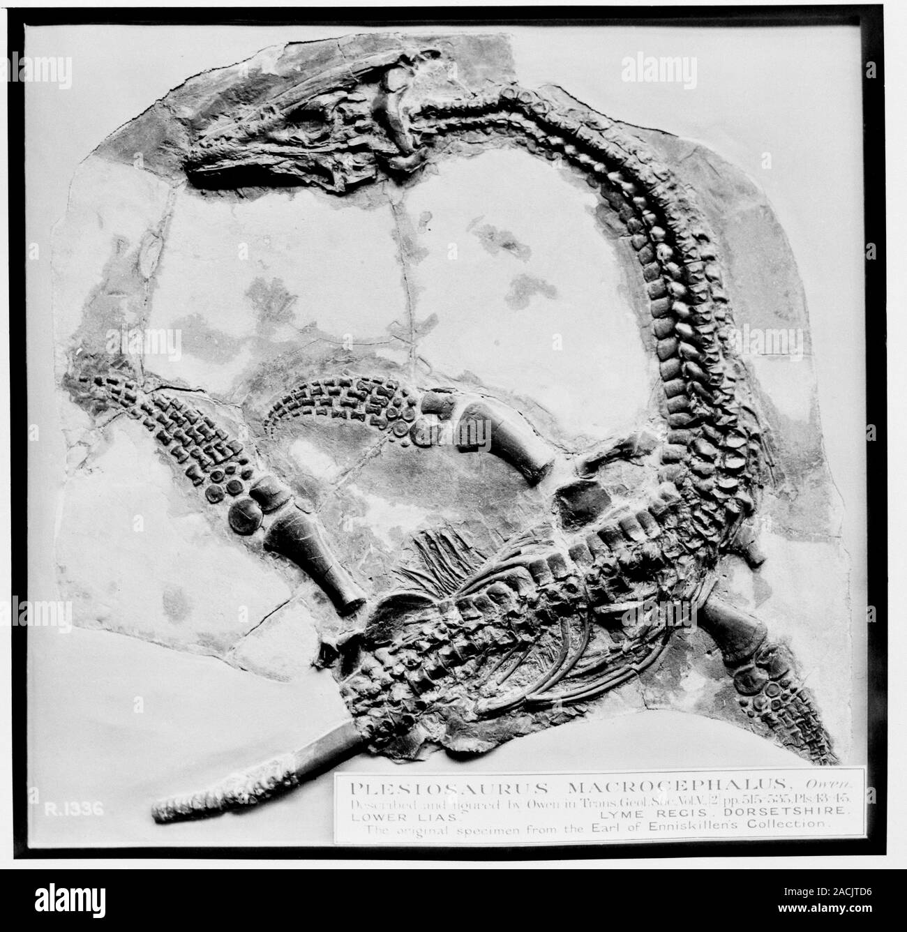 Plesiosaur fossil. Museum display of a fossil of the large-skulled ...