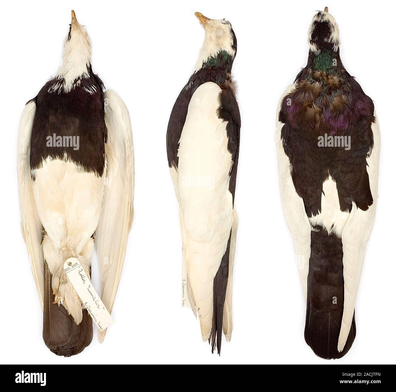 Domestic pigeon (Columba livia domestica). This pigeon is from the ...