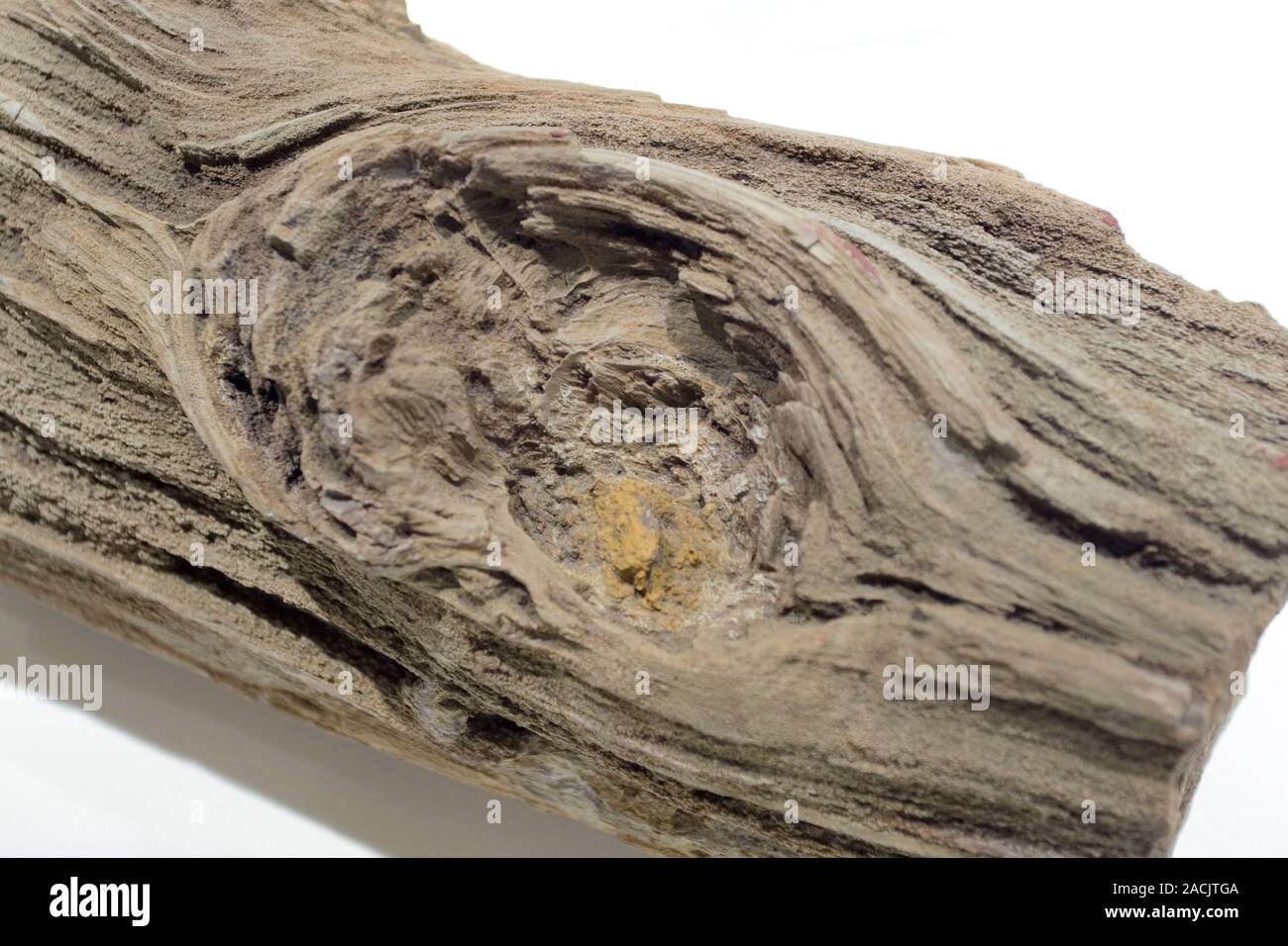 Fossilised wood. Sample of fossilised wood from the Jurassic period ...