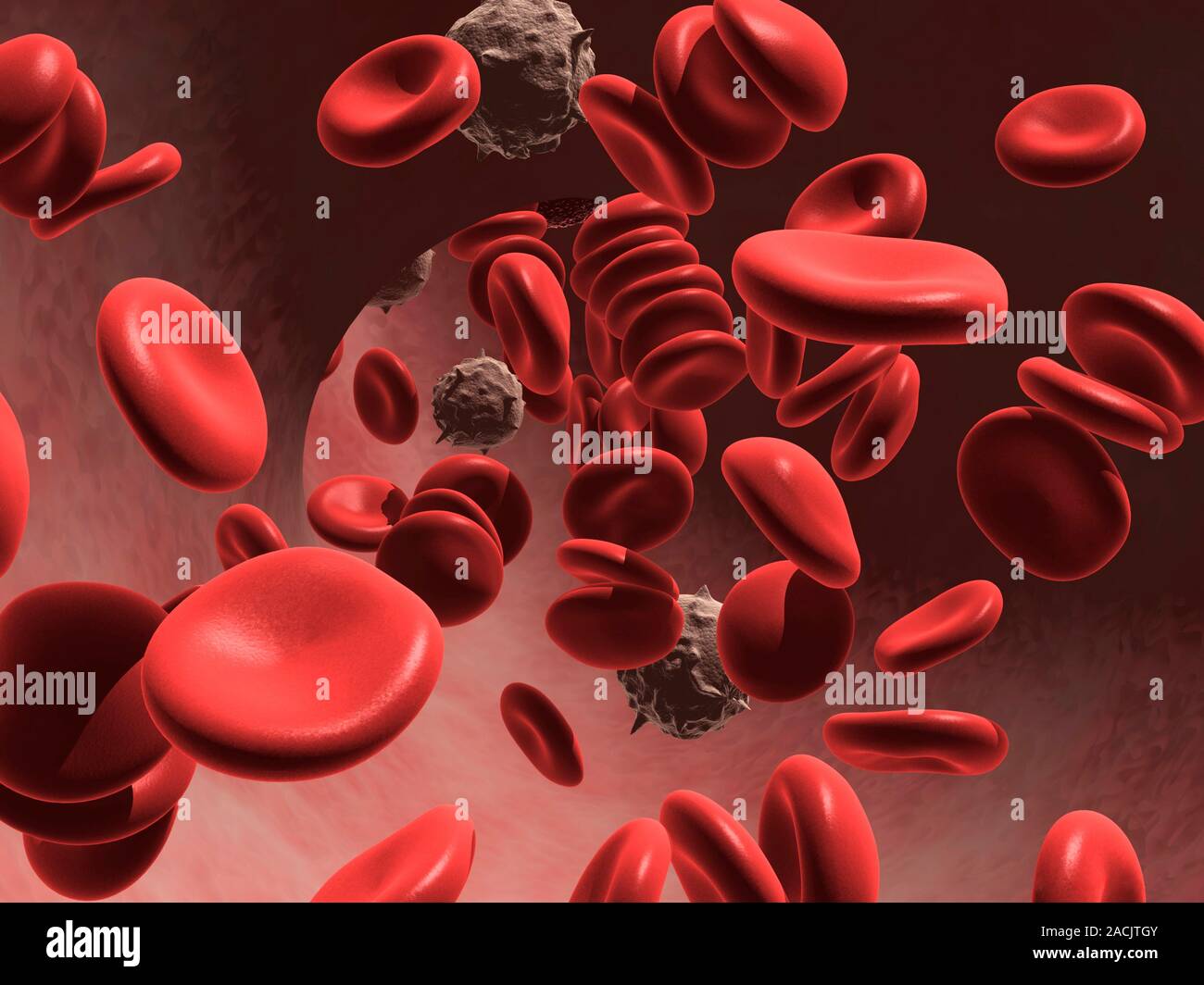 Blood cells. Computer artwork showing red blood cells (red disc) and ...