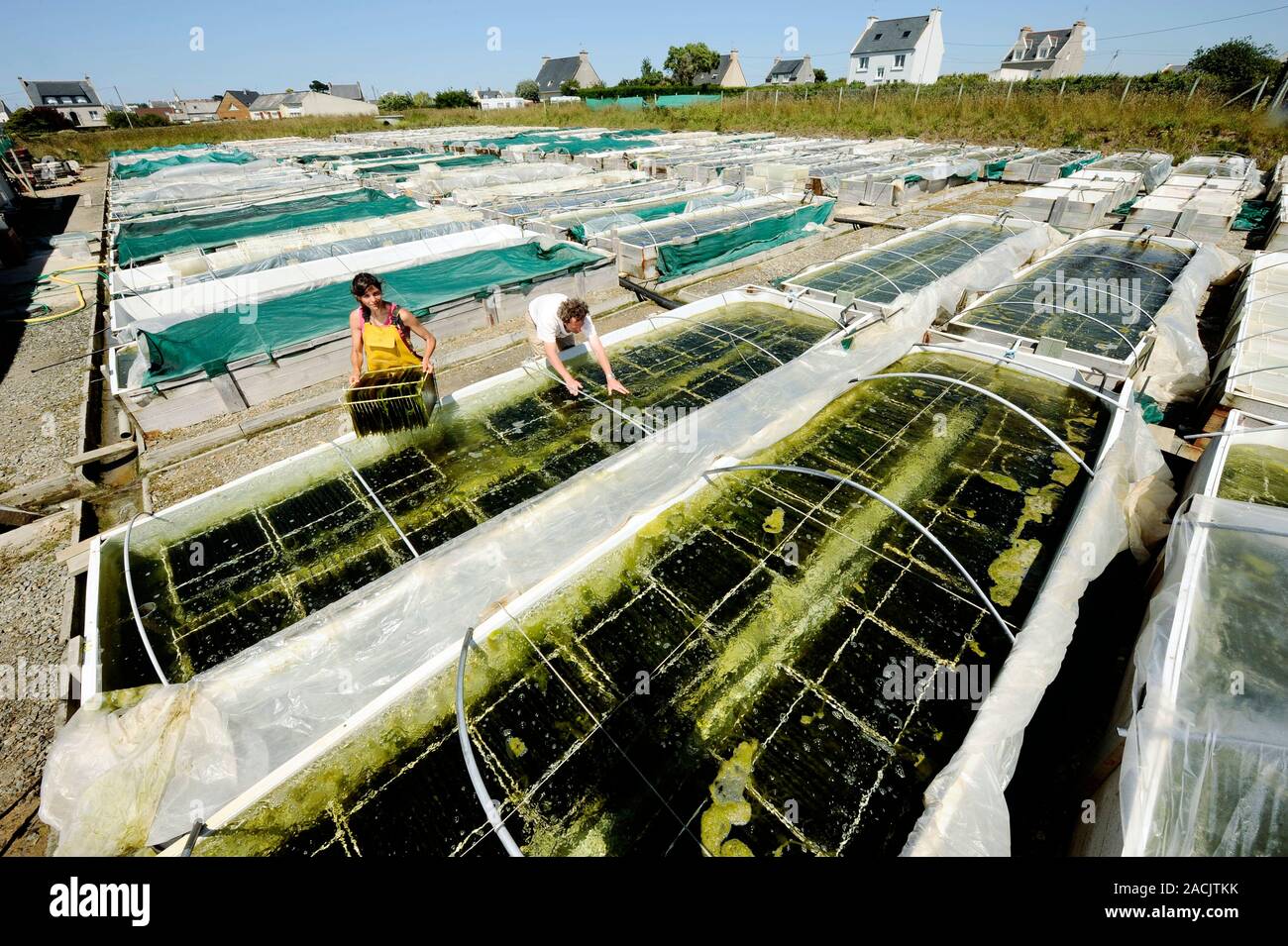 Abalone farming. Farm workers tending to breeding pens at an abalone ...