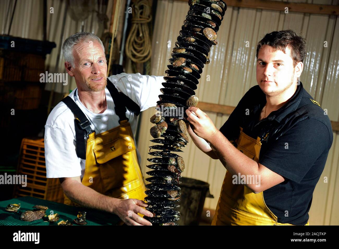 Abalone farming. Farm workers collecting and sorting abalone (Haliotis ...