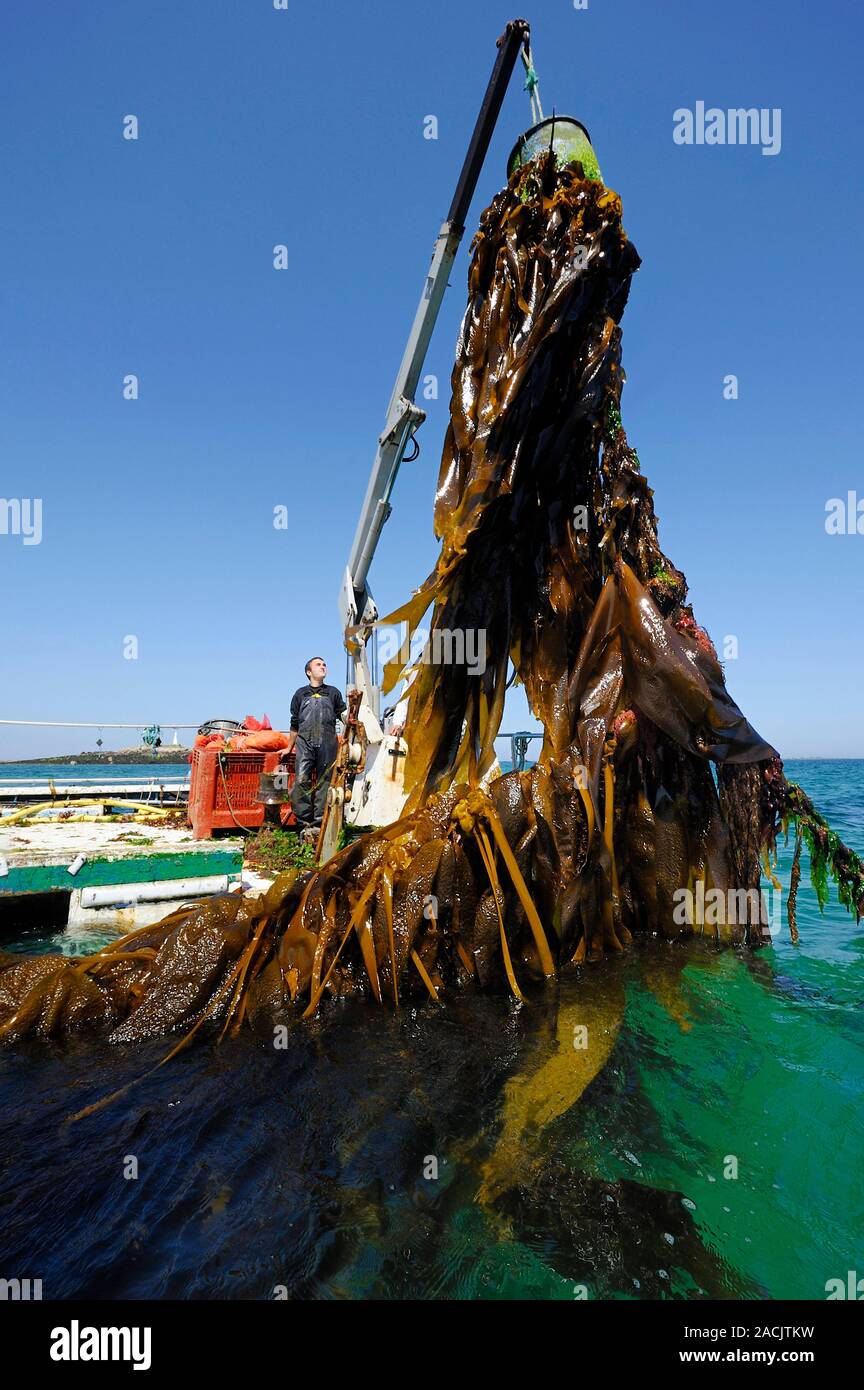 Abalone farming. Farm worker with algae used to feed abalone (Haliotis ...