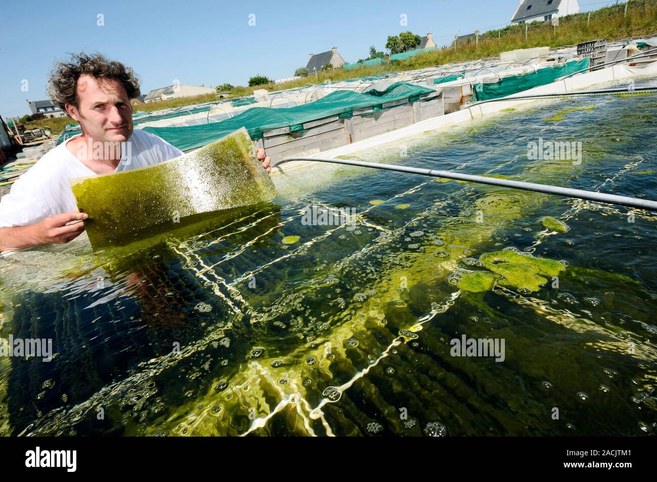 Abalone farming. Farm worker tending to breeding pens at an abalone ...