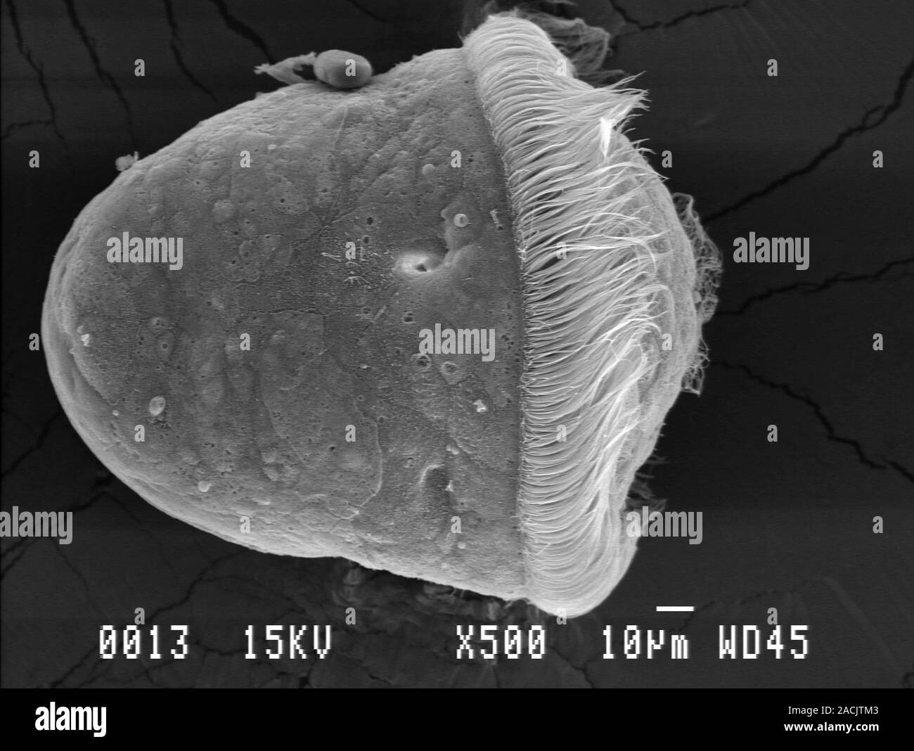 Abalone larva. Scanning electron micrograph (SEM) of the larva of an ...
