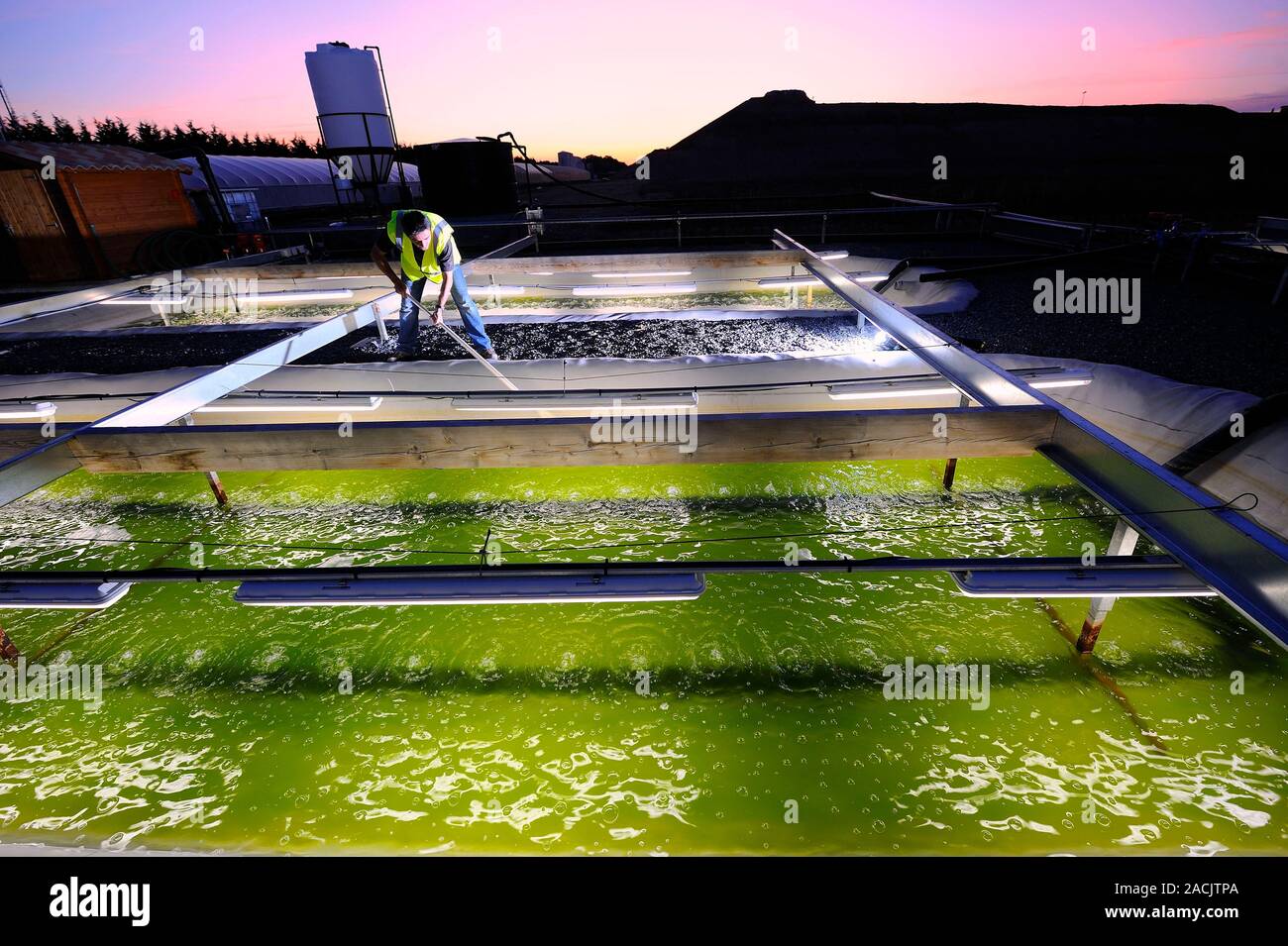 Microalgae production. Worker tending to ponds containing Chlorella vulgaris microalgae. This ...