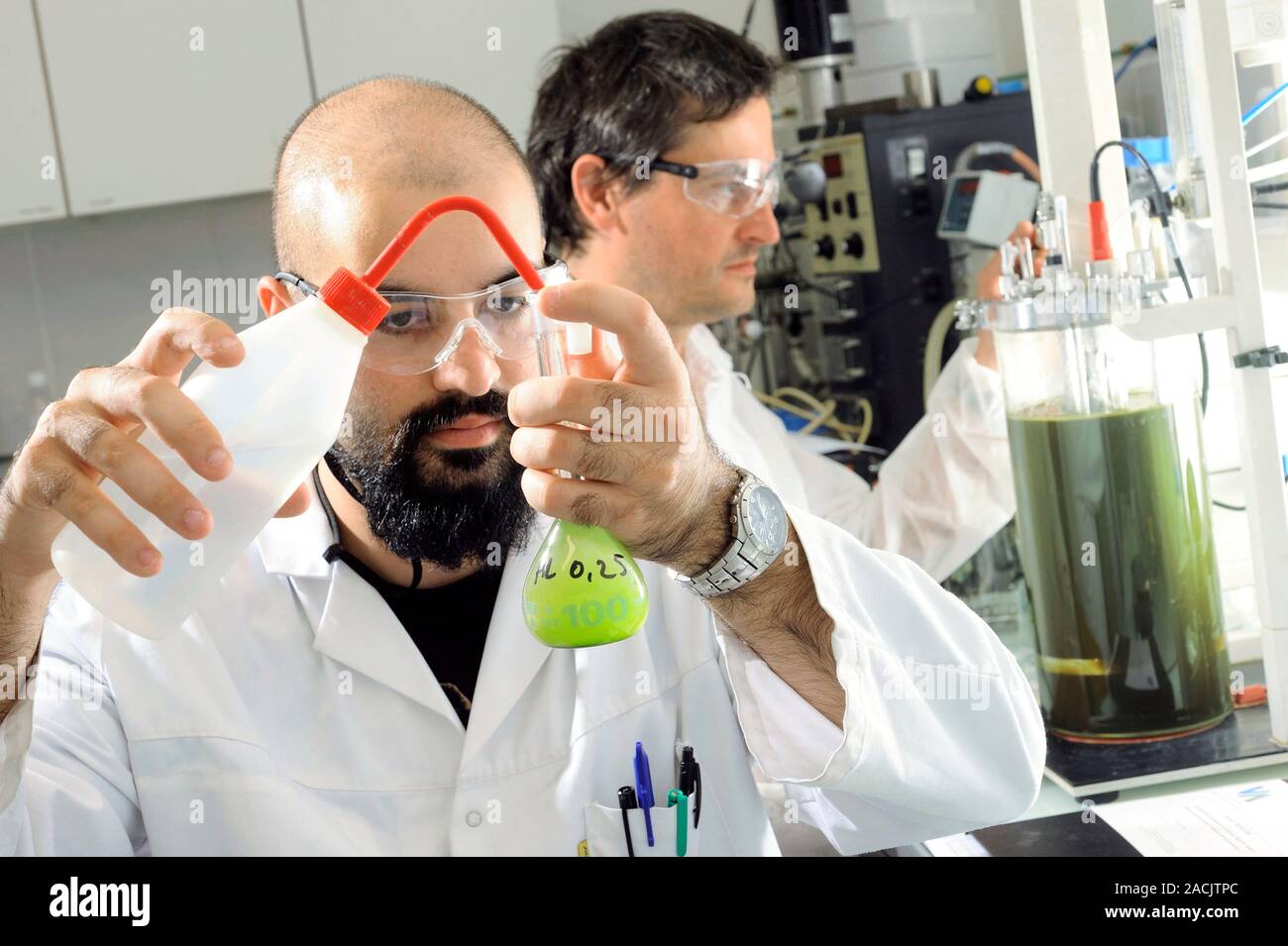 Microalgae biofuel research. Researcher analysing Chlorella vulgaris ...