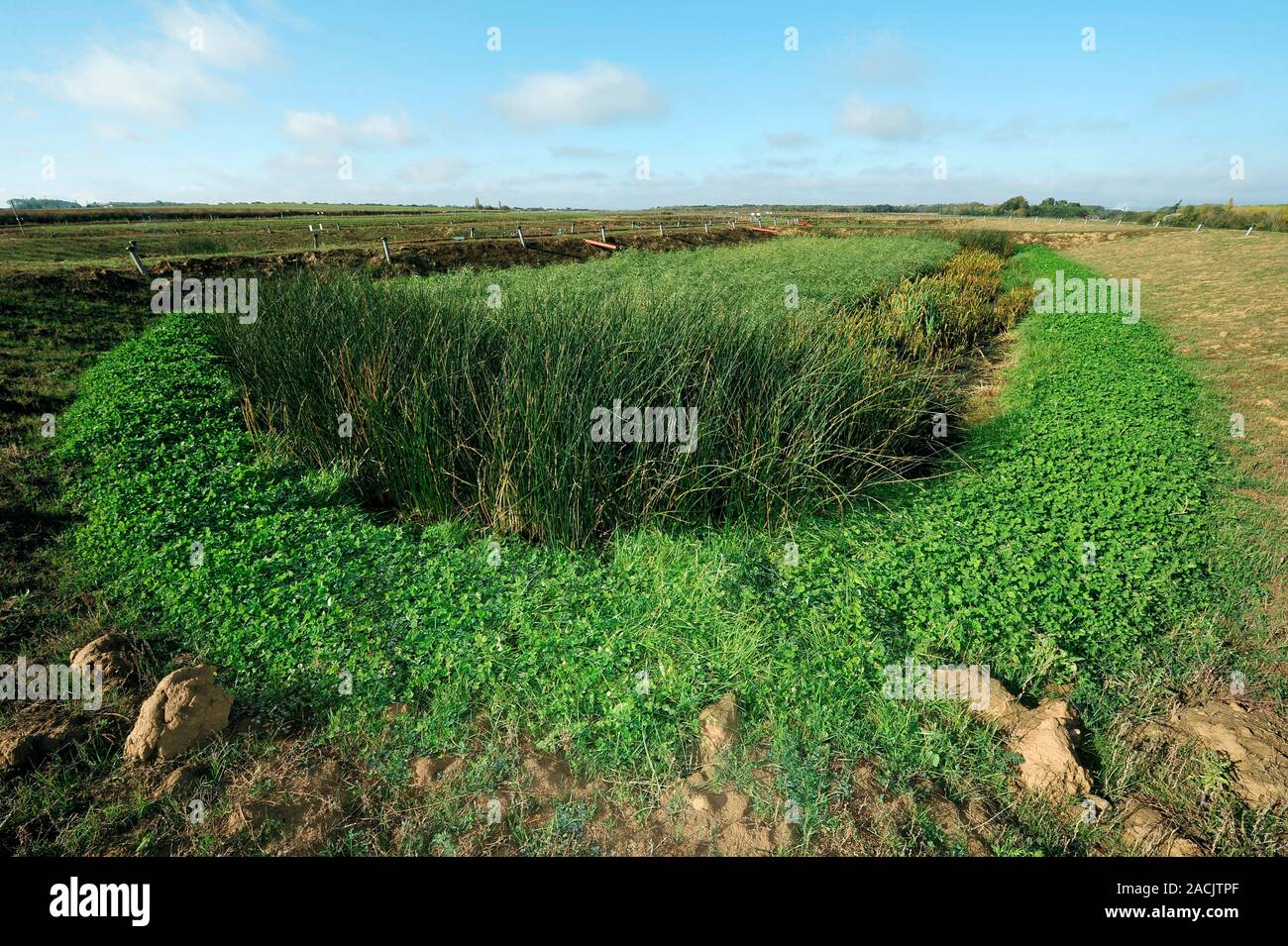 Pollution treatment bed. Field of plants used to treat water, soil and ...