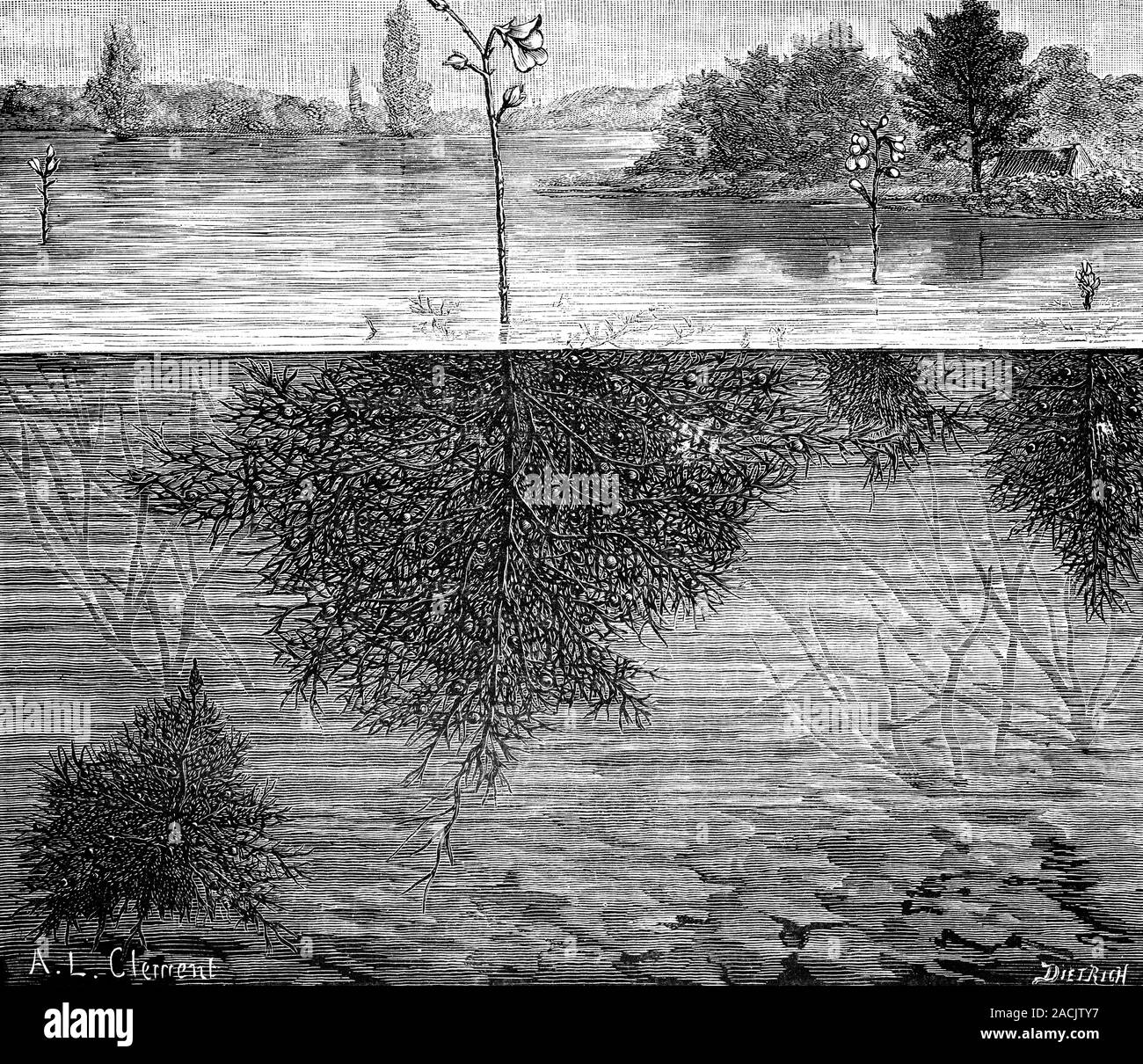 Bladderwort in a lake. The bladderworts (Utricularia) are carnivorous ...