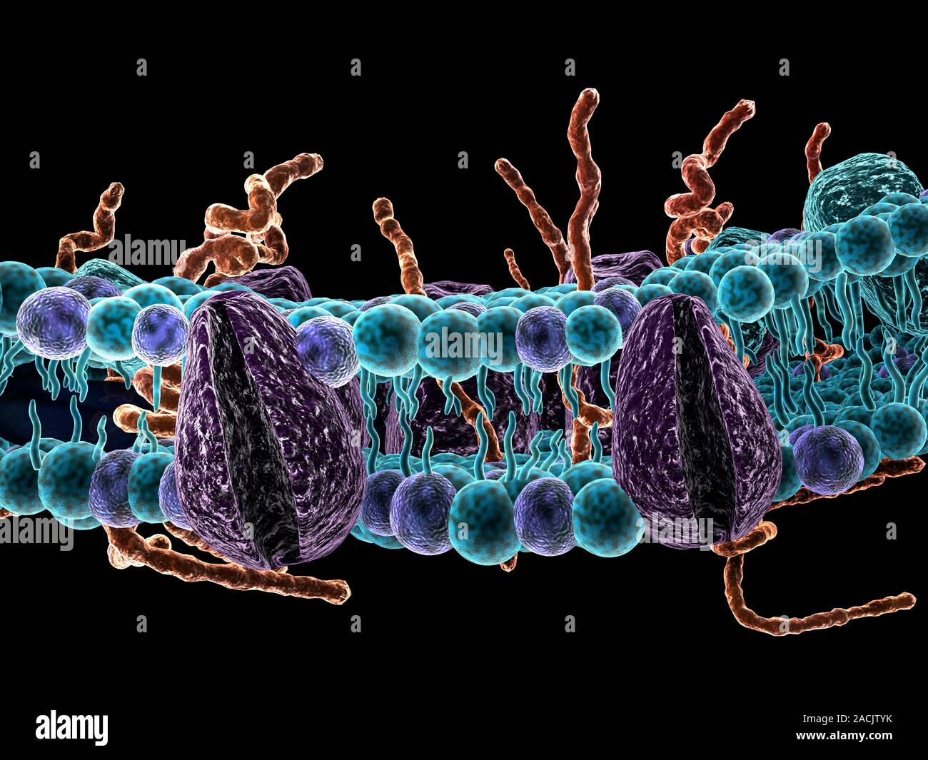 Computer artwork of a cutaway side view of the human cell membrane. The ...