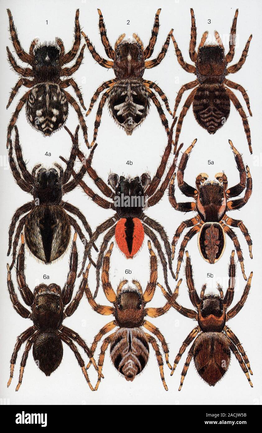 Spiders of Britain and Northern Europe. This artwork is part of a ...