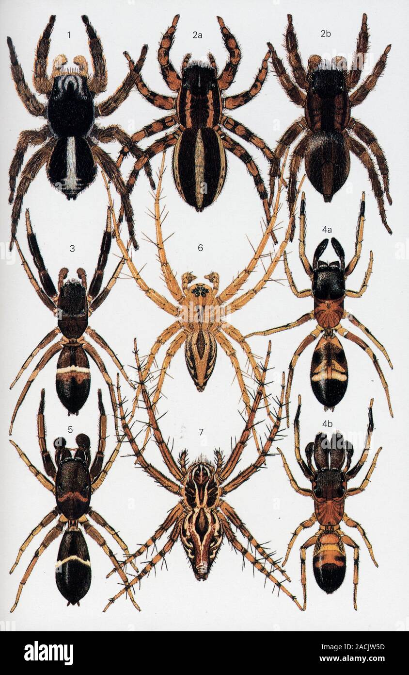 Spiders of Britain and Northern Europe. This artwork is part of a ...