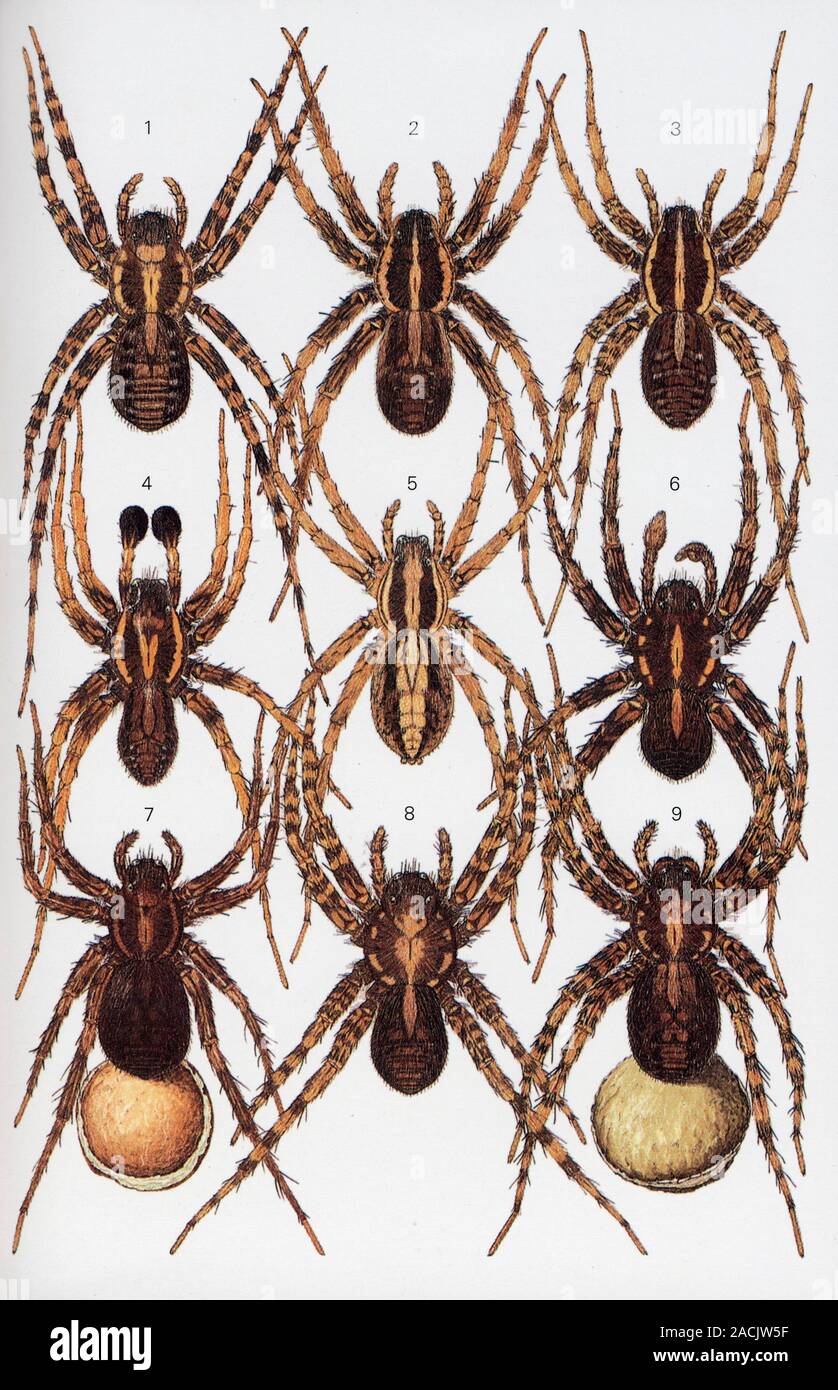 Spiders of Britain and Northern Europe. This artwork is part of a ...