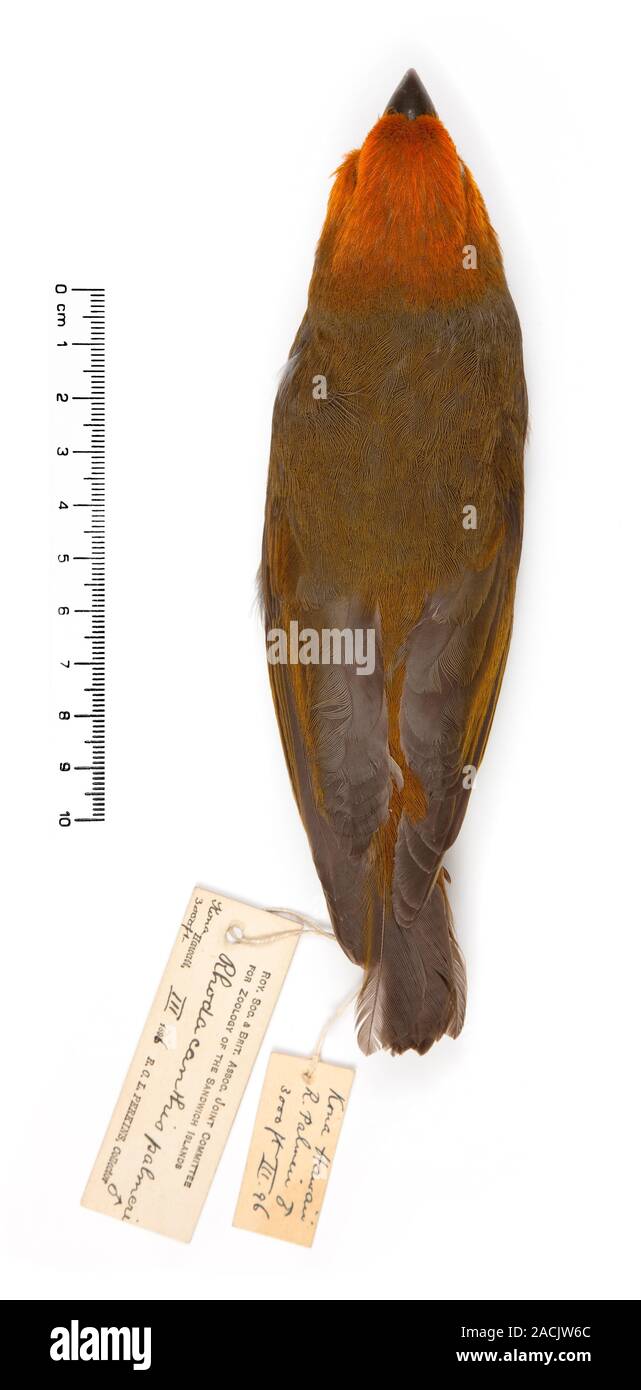 Greater koa finch (Rhodacanthis palmeri). This bird is now extinct ...