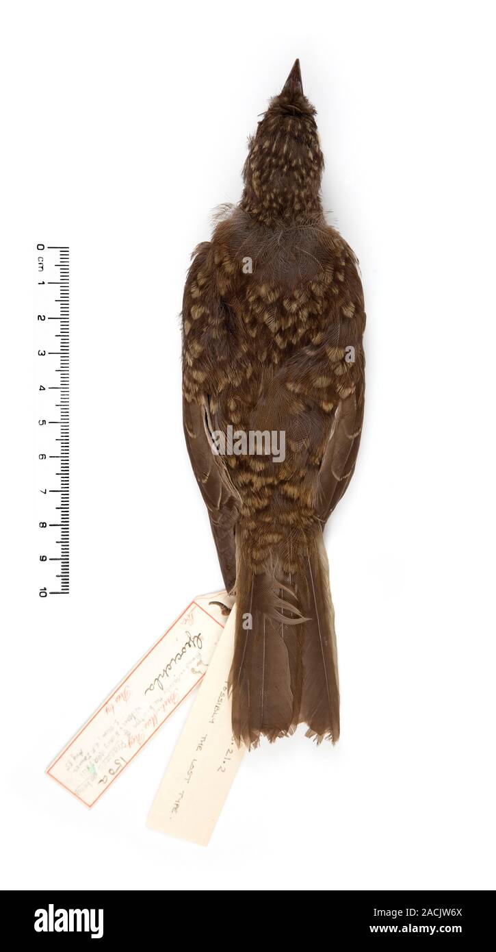 Amaui (Myadestes woahensis) specimen. This species is now extinct Stock ...