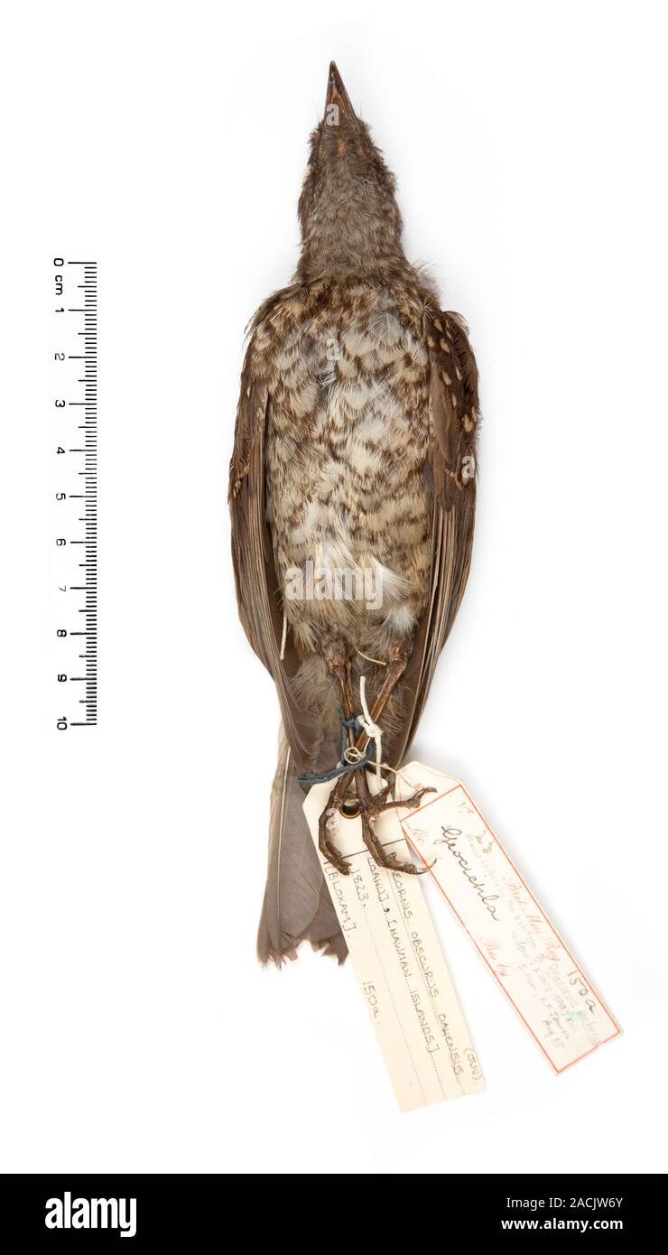 Amaui (Myadestes woahensis) specimen. This species is now extinct Stock ...