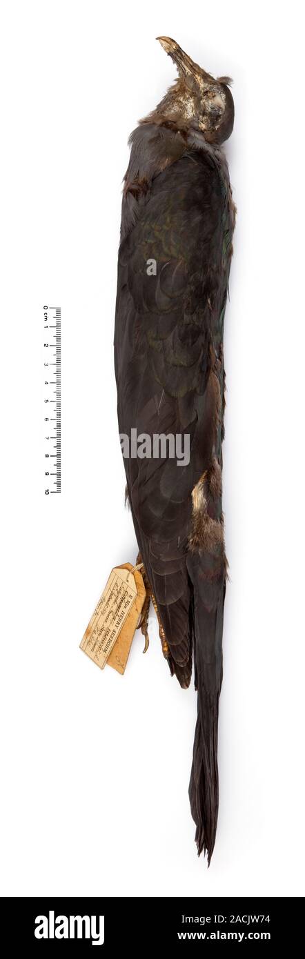 Bonin wood pigeon (Columba versicolor) specimen. This species is now ...