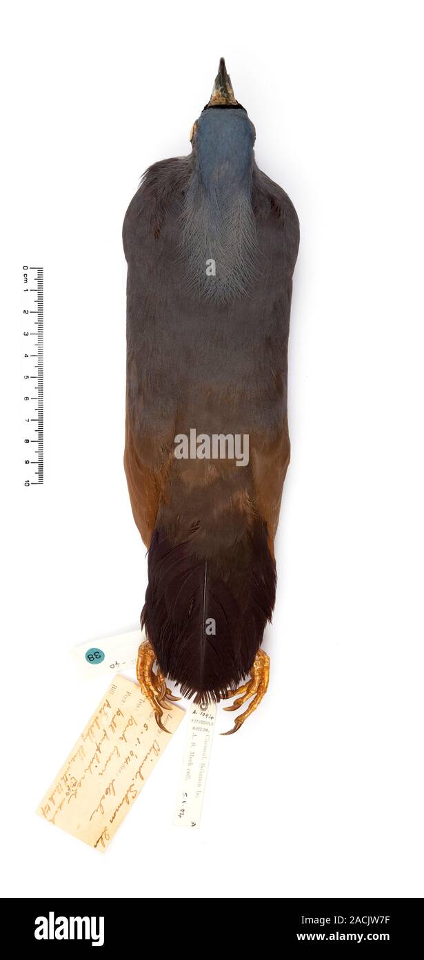 Choiseul pigeon (Microgoura meeki) specimen. This species is presumed ...