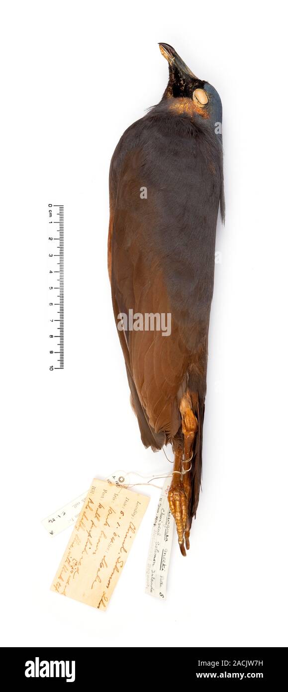 Choiseul pigeon (Microgoura meeki) specimen. This species is presumed ...