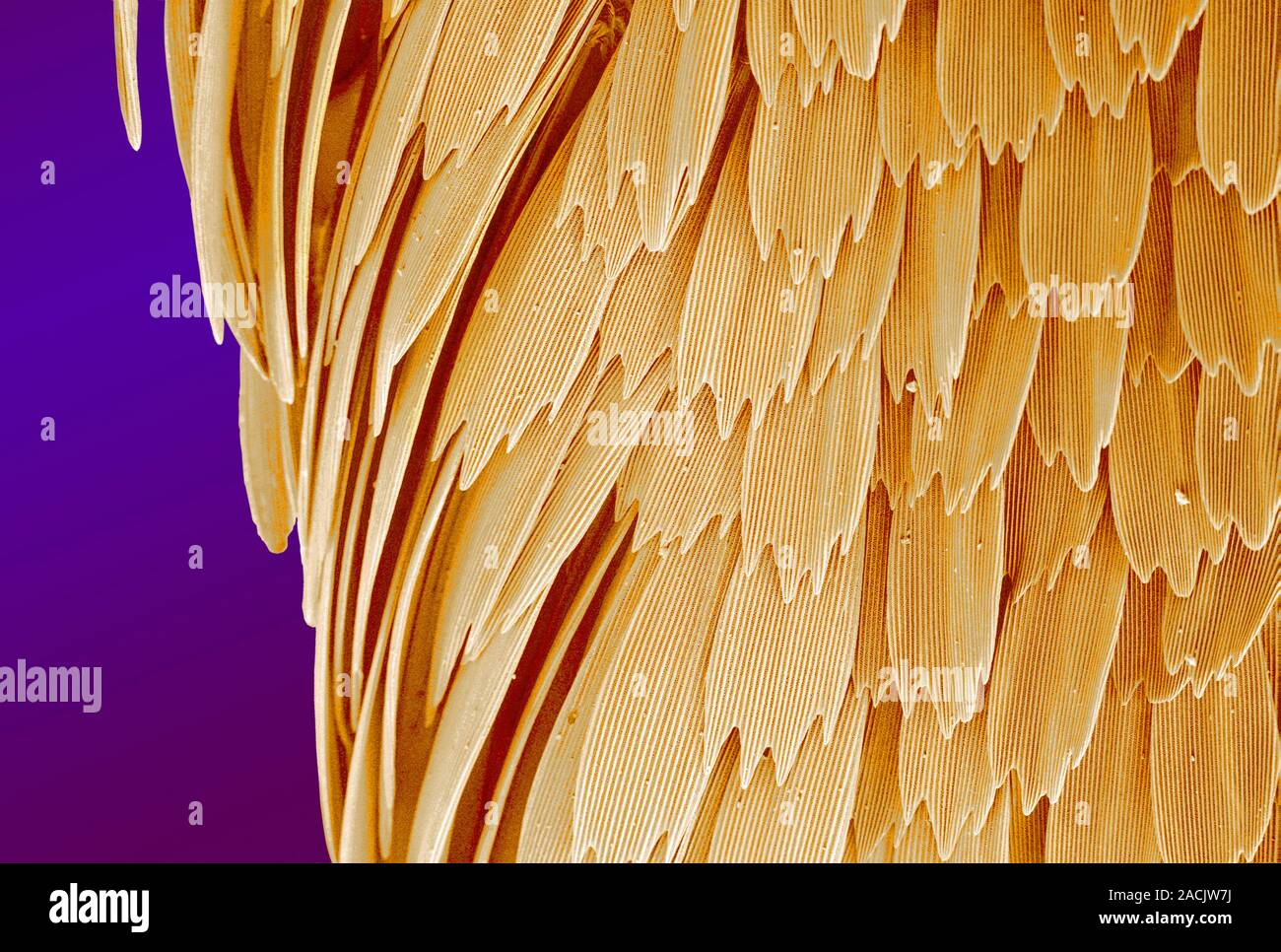 Butterfly wing scales. Coloured scanning electron micrograph (SEM) of ...