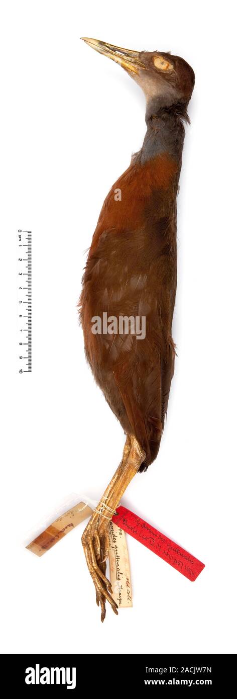 Red-throated Wood-rail (Aramides gutturalis). This is an extinct ...