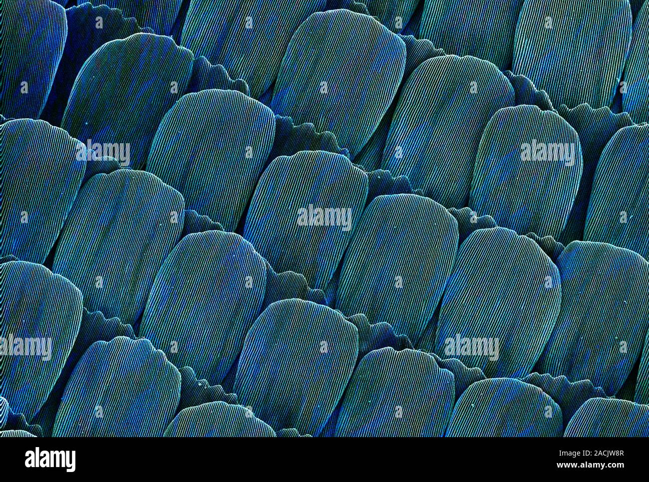 Butterfly wing scales. Coloured scanning electron micrograph (SEM) of ...