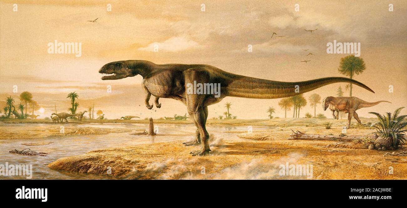 Neovenator dinosaur, artwork. Neovenator was a large carnivorous ...