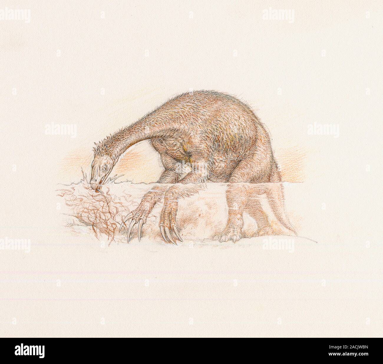 Beipiaosaurus dinosaur feeding on water weed. Beipiaosaurus is one of ...