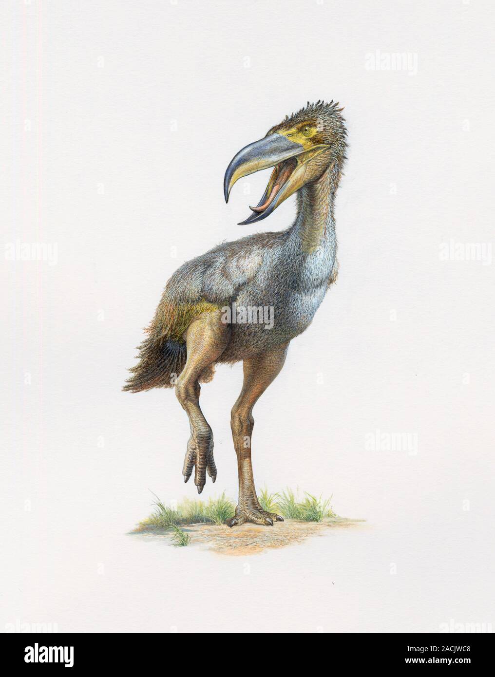 Phorusrhacids, known as terror birds, were family of large carnivorous ...