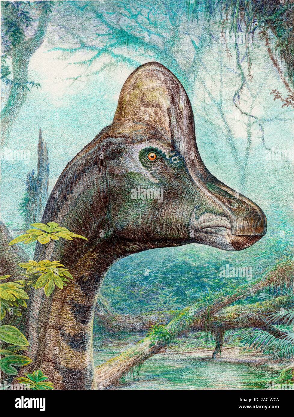 Hypacrosaurus was a large, herbivorous, hollow-crested duck-billed ...