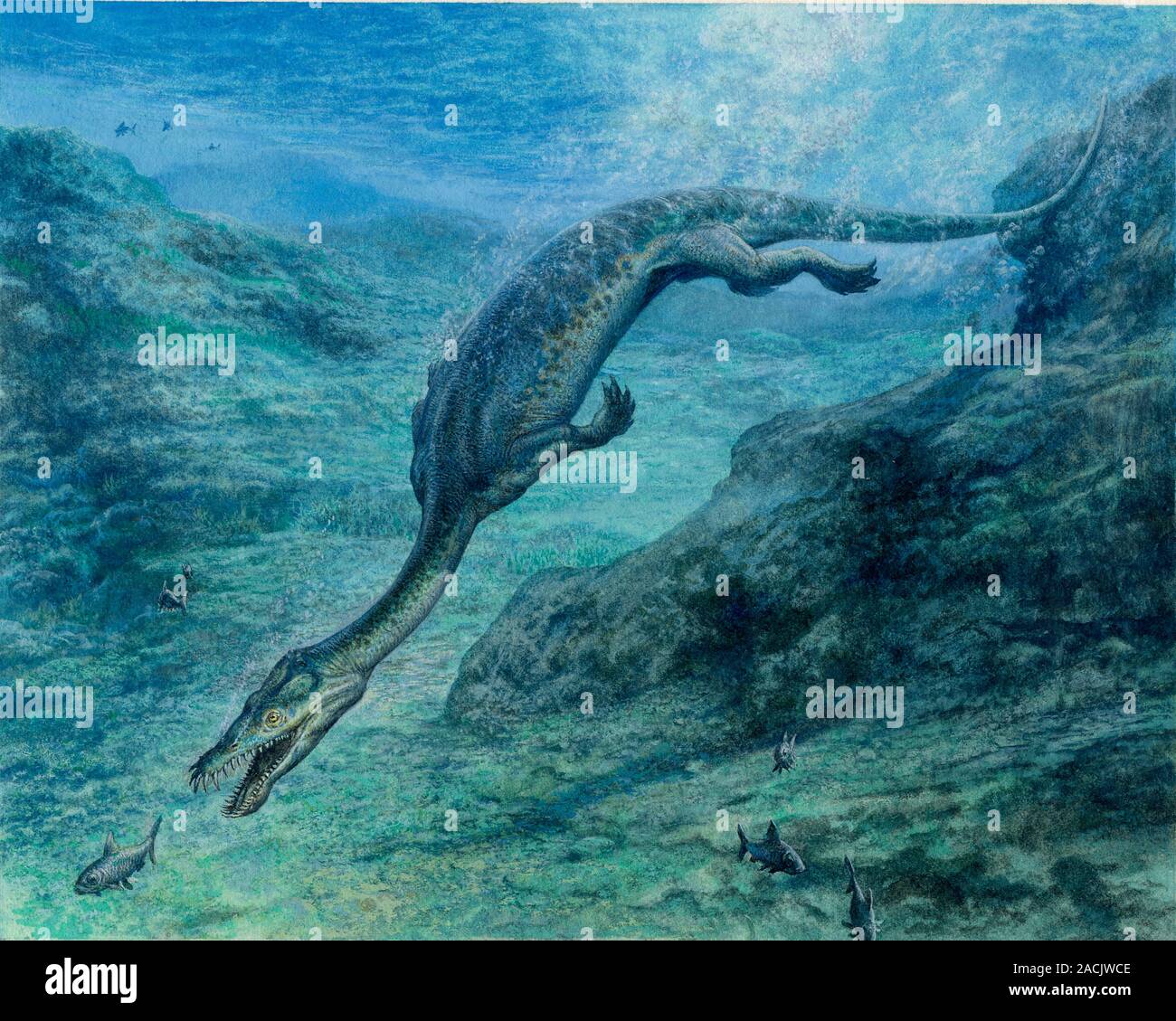 Nothosaurus was a fish-eating sauropterygian reptile that lived during ...