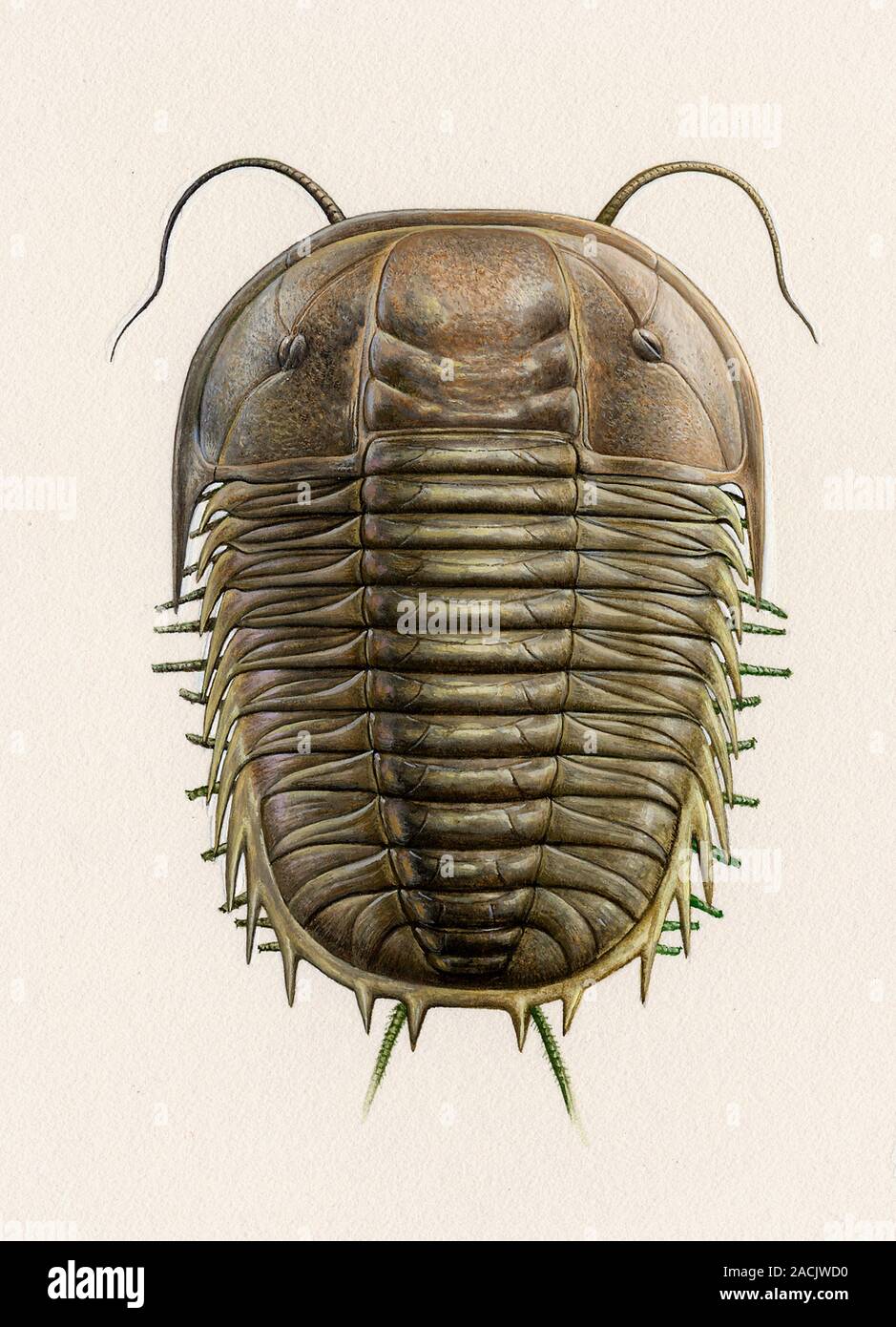 Giant Trilobite