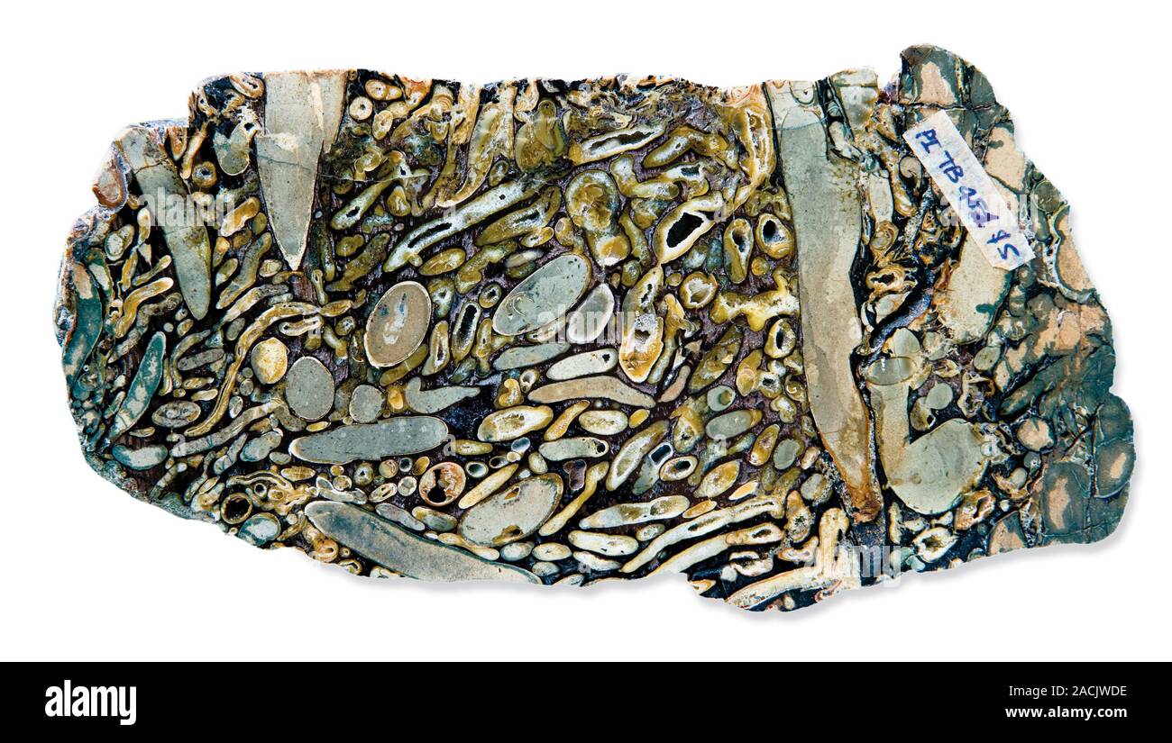 Fossil shipworm borings. This block of wood was attacked by the common ...