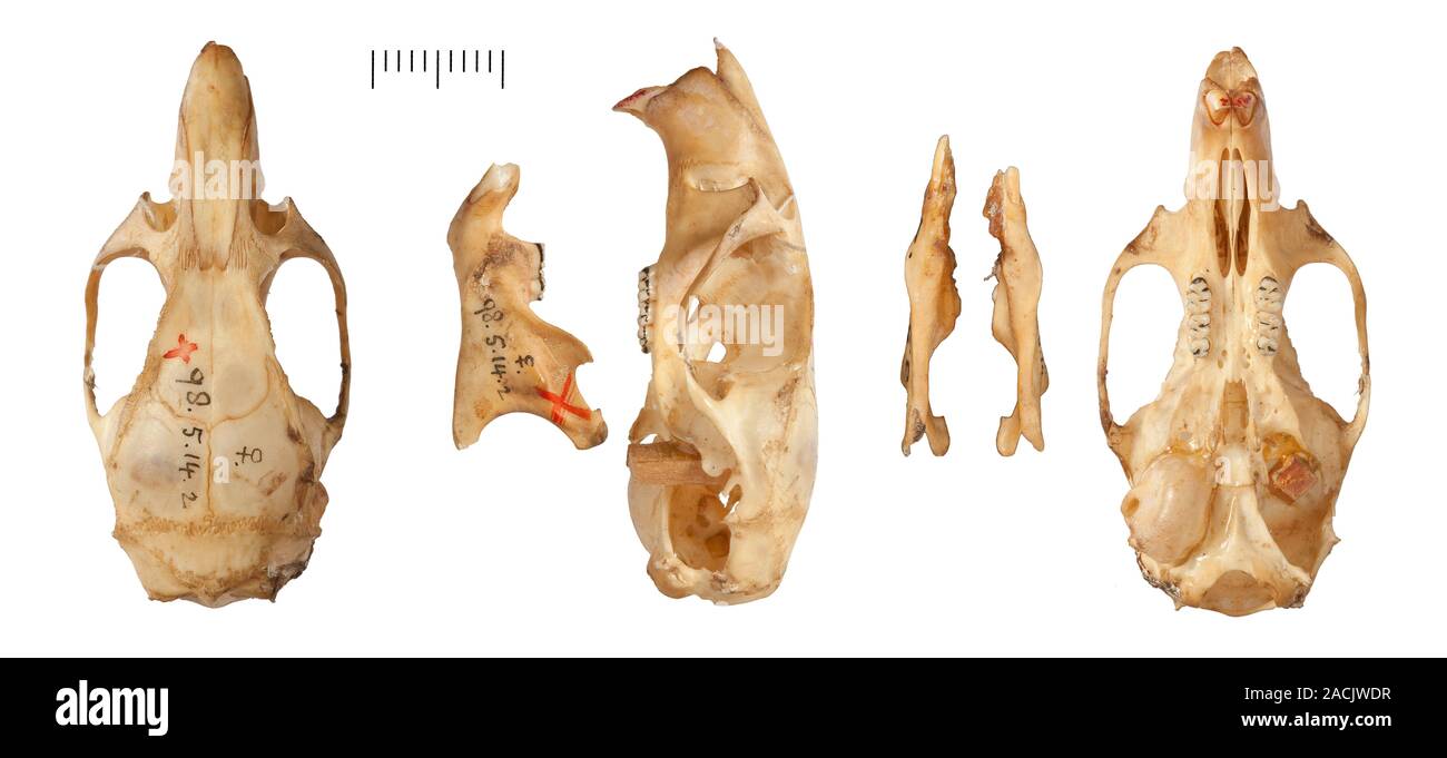 Mouse (Phyllotis chacoensis) skull seen from various angles Stock Photo ...
